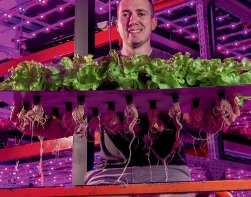 Como a brasileira Pink Farms virou pioneira em fazenda vertical ...