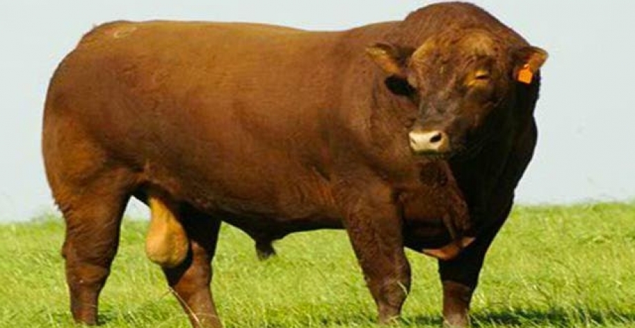 Angus: Venda de sêmen produzido no Brasil cresce 53% no 1º trimestre ...