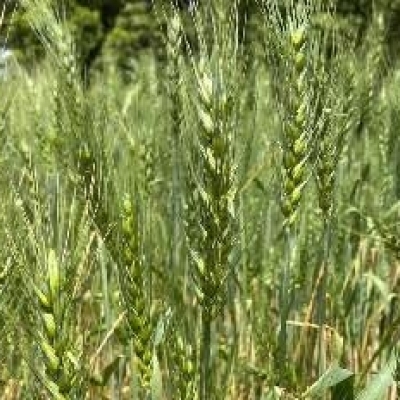 Embrapa começa a cultivar trigo em Roraima, em busca de uma planta ...