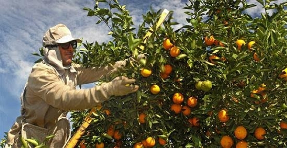 Setor de laranja foi o que mais emprego em São Paulo no mês de julho ...