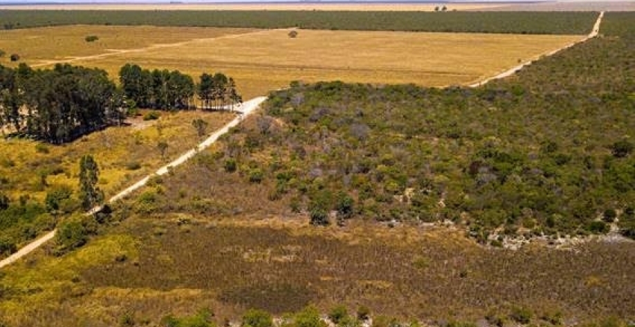 Desmatamento do cerrado cresce 15% no trimestre, mostra novo sistema ...