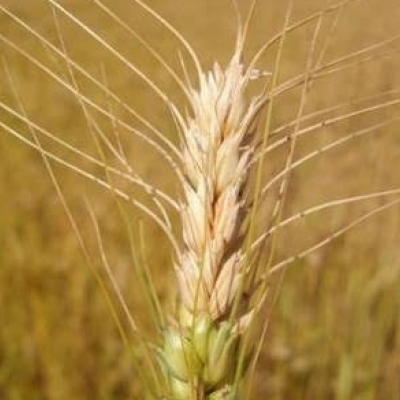 Trigo: Embrapa inclui MS em projeto de expansão do cultivo | Brasilagro