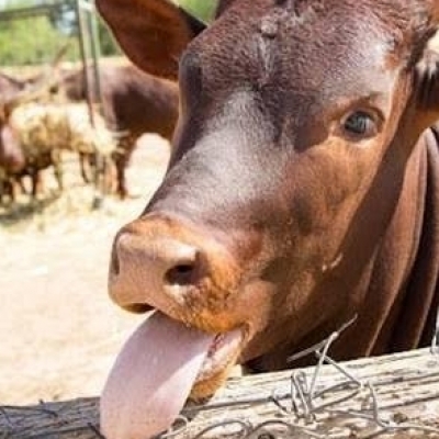 Governo aguarda exame de tipificação da vaca louca para ir à China ...