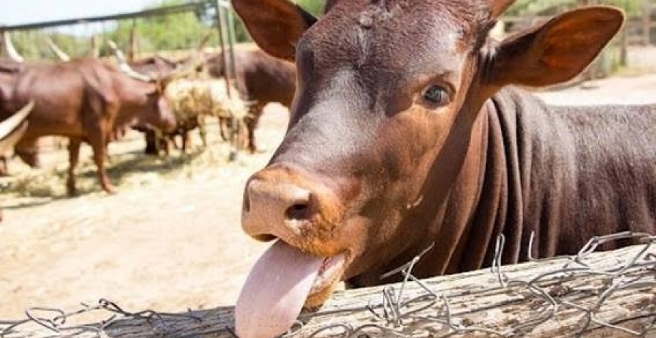 Governo aguarda exame de tipificação da vaca louca para ir à China ...