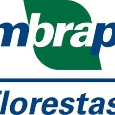 Brasil caminha para contabilizar carbono de produtos feitos de madeira ...