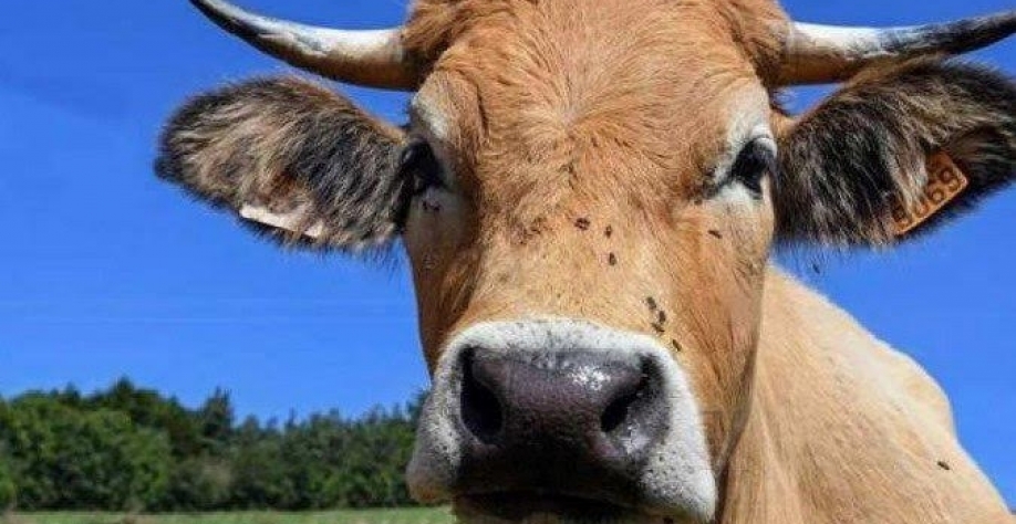 Ministério da Agricultura confirma que caso de vaca louca é atípico ...
