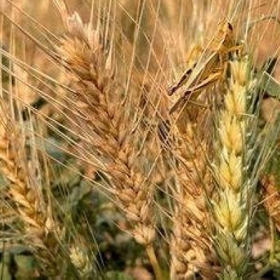 Seca compromete a super safra que era esperada para o trigo nos EUA ...