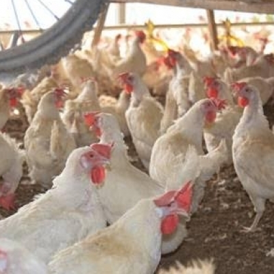 Frango: Análise Conjuntural Agromensal Março/2023 Cepea/Esalq USP ...