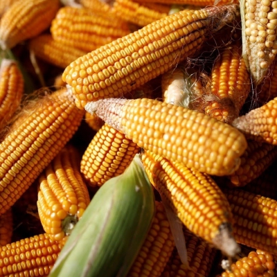 Milho: Análise Conjuntural Agromensal Março/2023 Cepea/Esalq USP ...