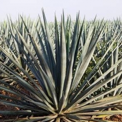 Shell: Plano de produzir combustível a partir da matéria-prima da ...