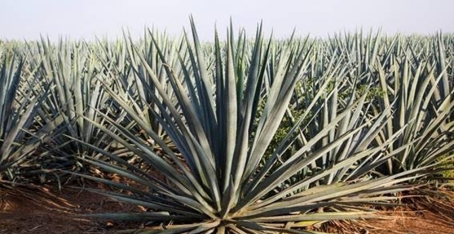 Shell: Plano de produzir combustível a partir da matéria-prima da ...