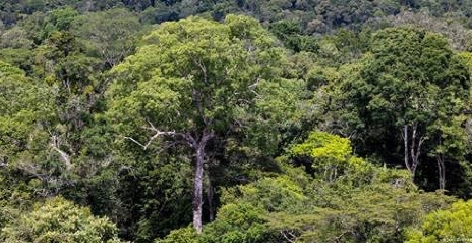Alertas de desmatamento na Amazônia tem queda de 68% | Brasilagro