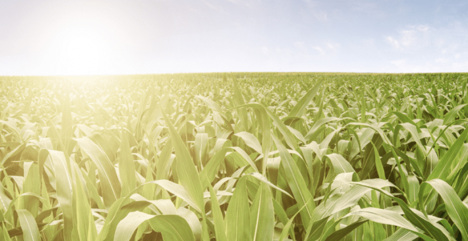 Produtores de cana e Unica acordam revisão do sistema Consecana em SP ...