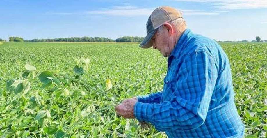 Estados Unidos devem plantar mais soja e menos milho nesta safra ...