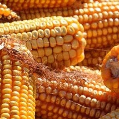 Milho: AgRural eleva previsão da safrinha no com revisão na área ...