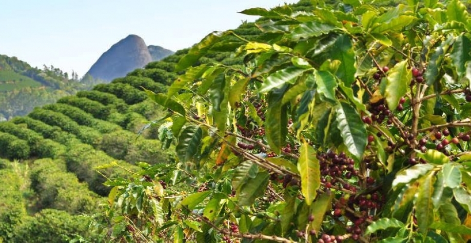 Cafés com indicação geográfica crescem no Brasil David Lucena | Brasilagro