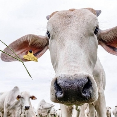 Rastreabilidade bovina será gradual e obrigatória a partir de 2027 ...